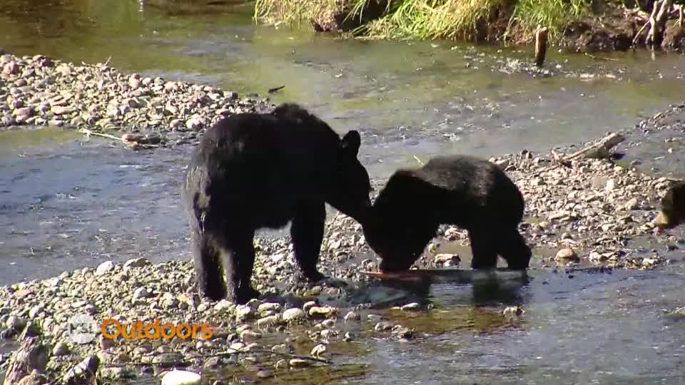 Utah Field Guide: Brown bears - KSL Outdoors