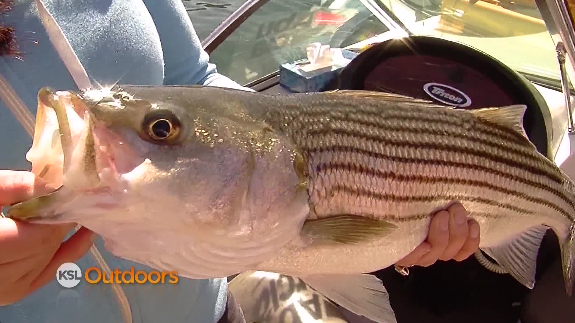 Utah Field Guide: Atlantic striped bass - KSL Outdoors
