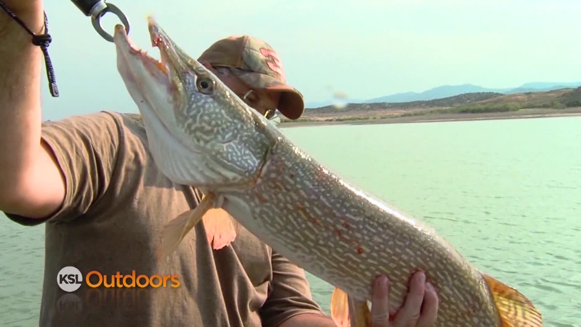 Utah Field Guide: Northern Pike - KSL Outdoors