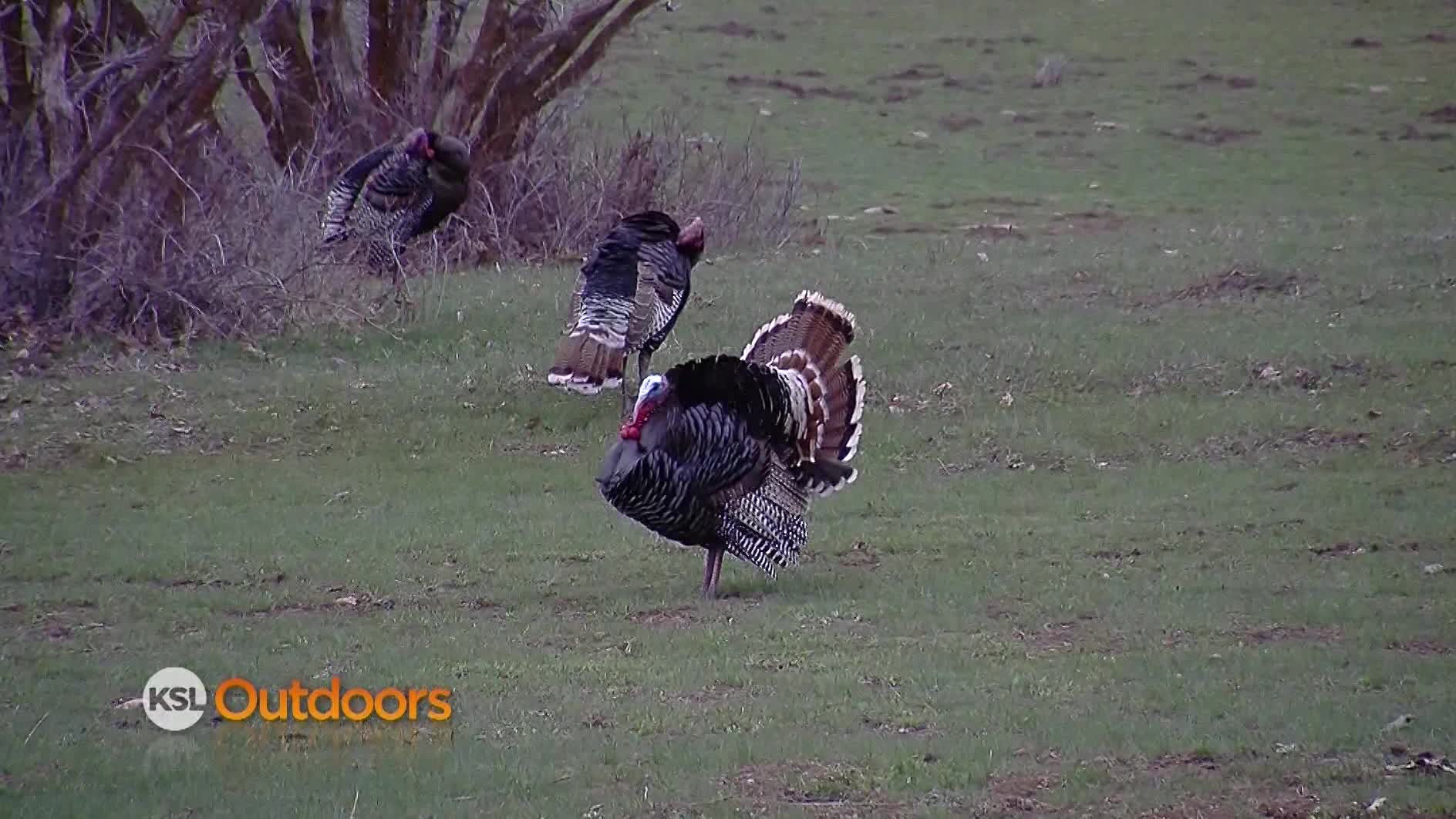 Utah Field Guide: Wild Turkey - KSL Outdoors