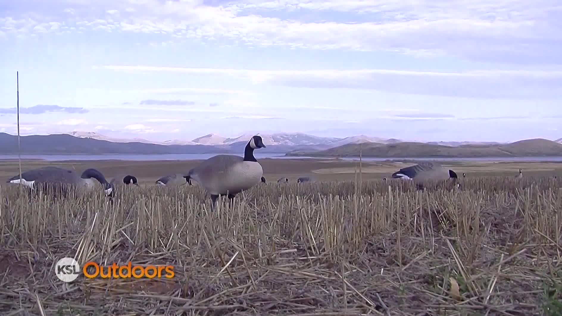 Utah Field Guide: Waterfowl - KSL Outdoors