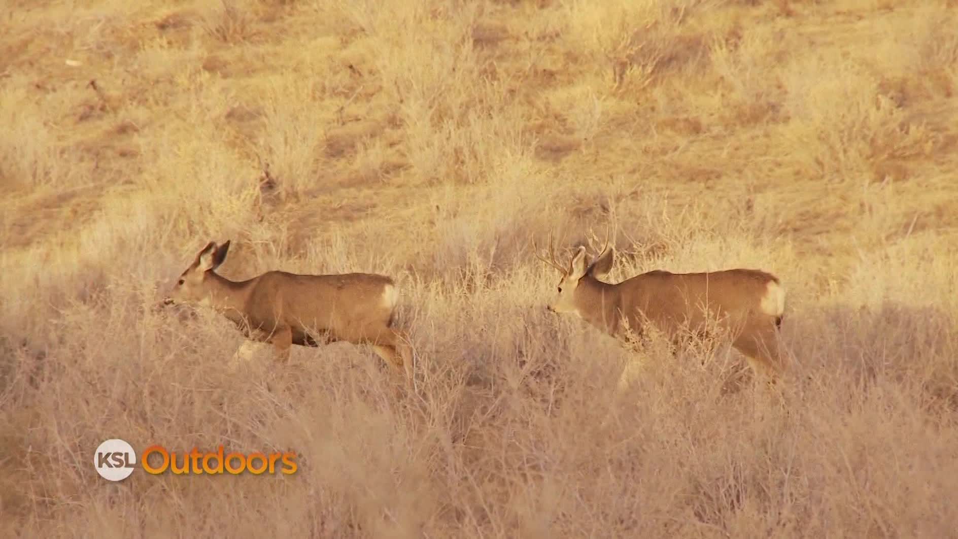 Utah Field Guide: Mule deer rut - KSL Outdoors