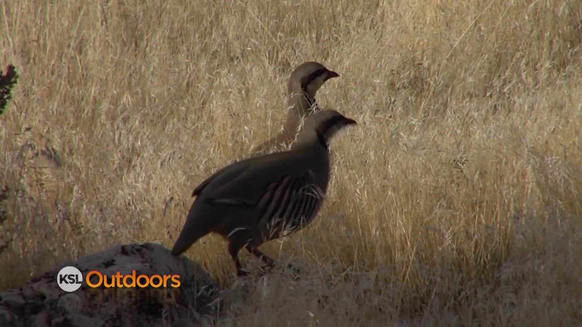 Utah Field Guide: Chukar Partridge - KSL Outdoors