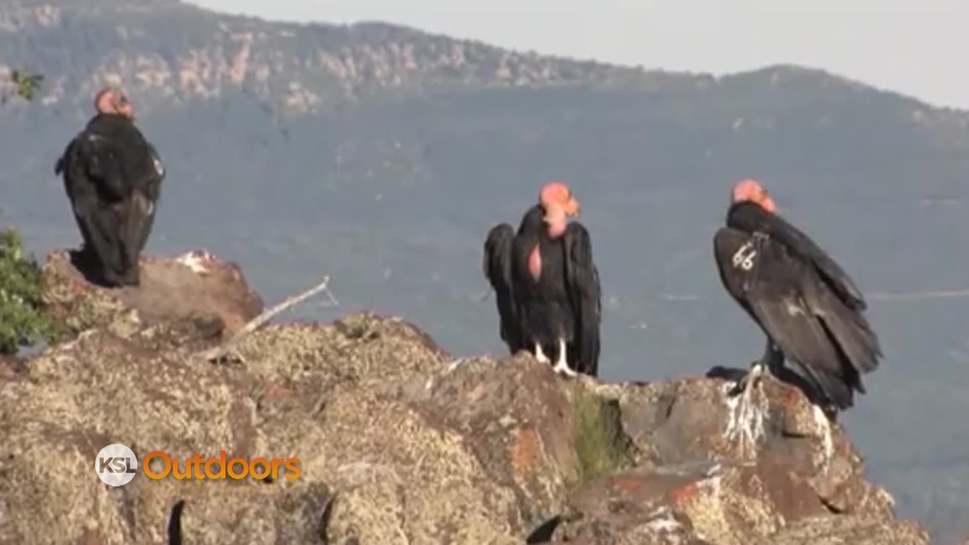 Utah Field Guide: California Condor - KSL Outdoors