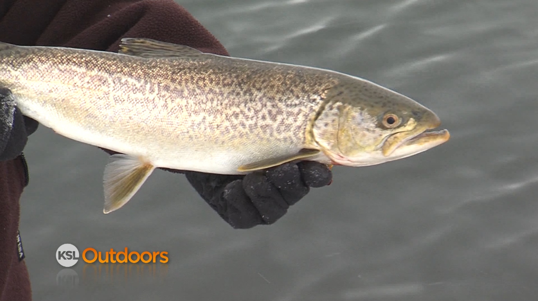 Birch Creek Fishing for Rainbows and Tiger Trout - KSL Outdoors