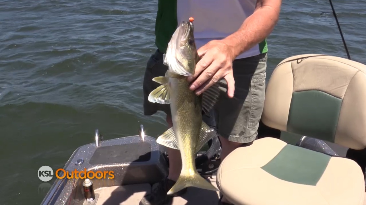 Catching Walleye at Deer Creek and Trapping Short Eared Owls - KSL Outdoors