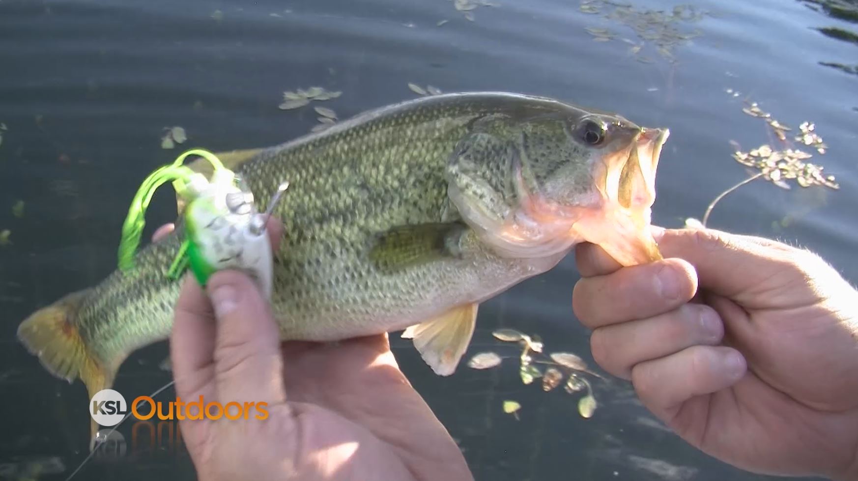 Fish Tech Fishing Tip: How to Fish Topwater - KSL Outdoors