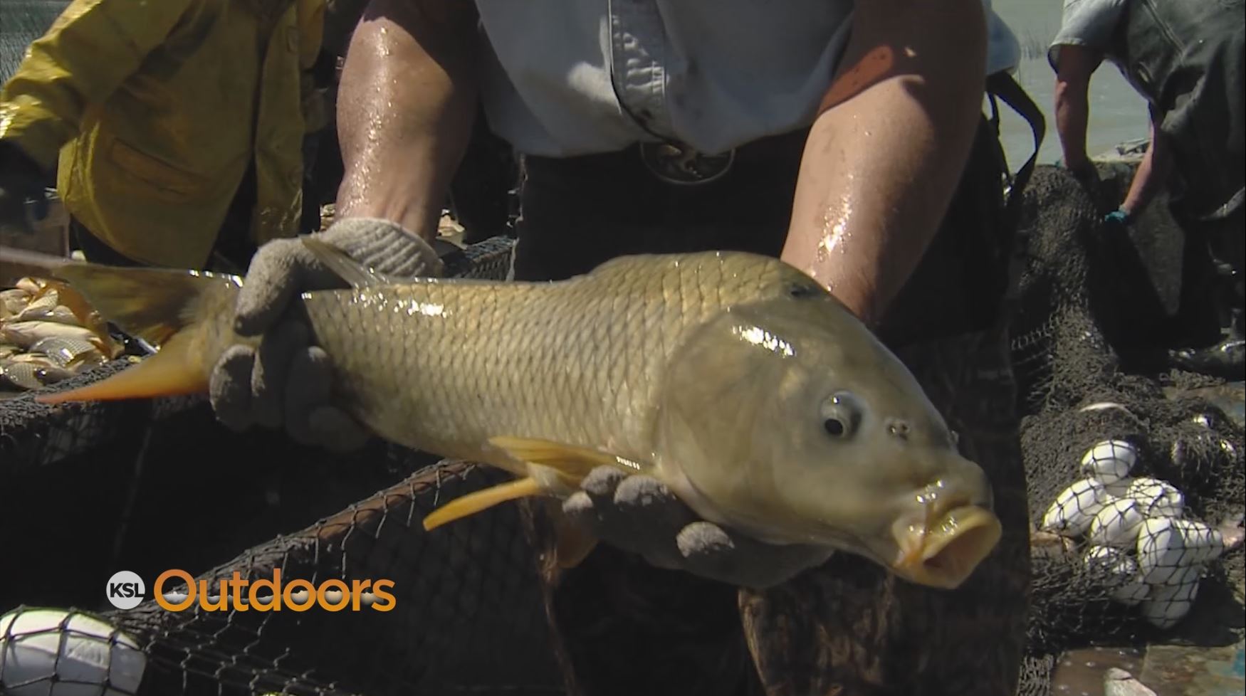 Utah Field Guide: Carp - KSL Outdoors