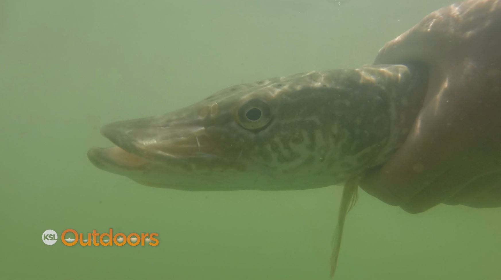 Electro-Fishing for Pike at Hobble Creek - KSL Outdoors