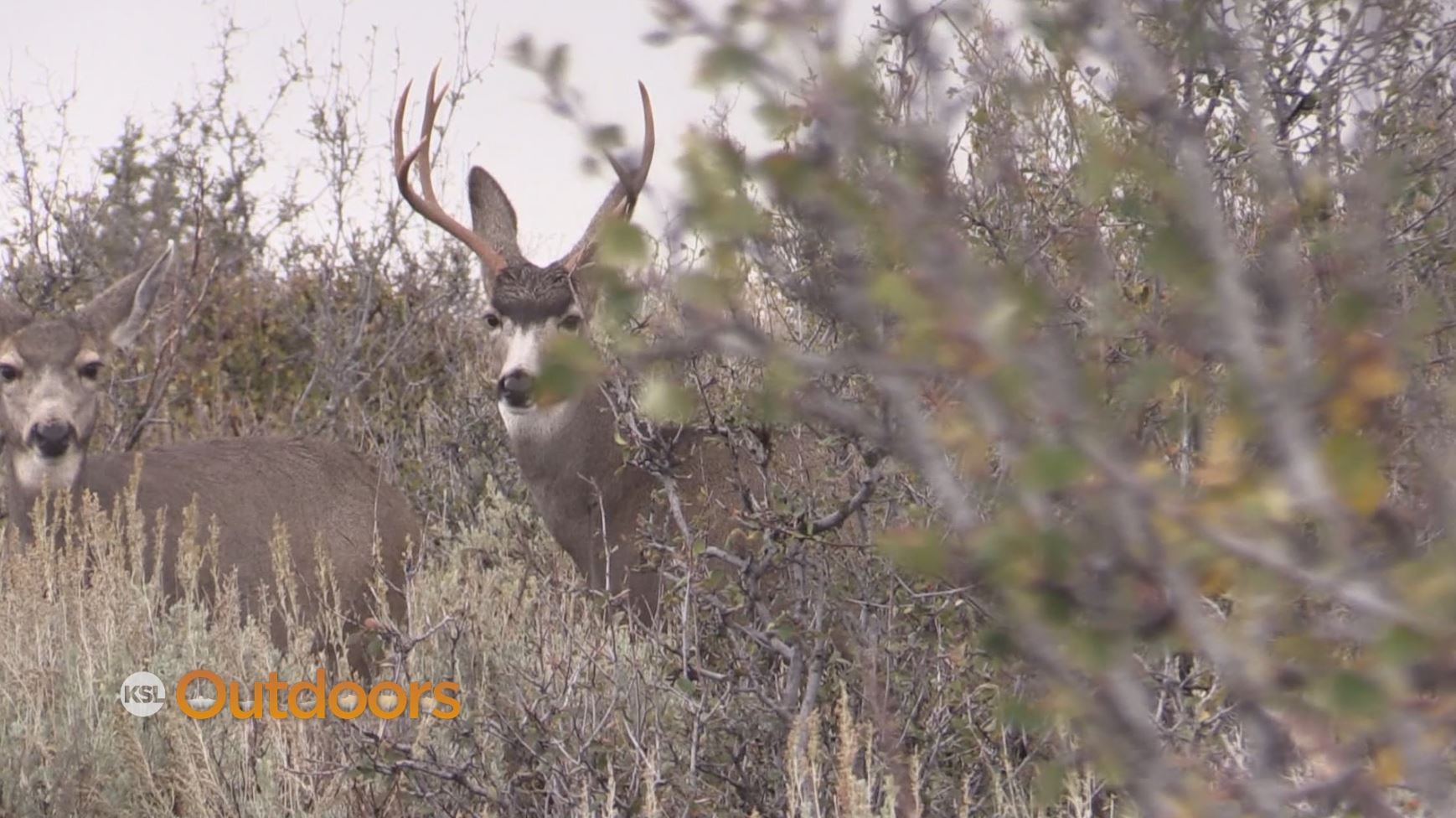 Utah Mentor Program Book Cliffs Deer Hunt - KSL Outdoors