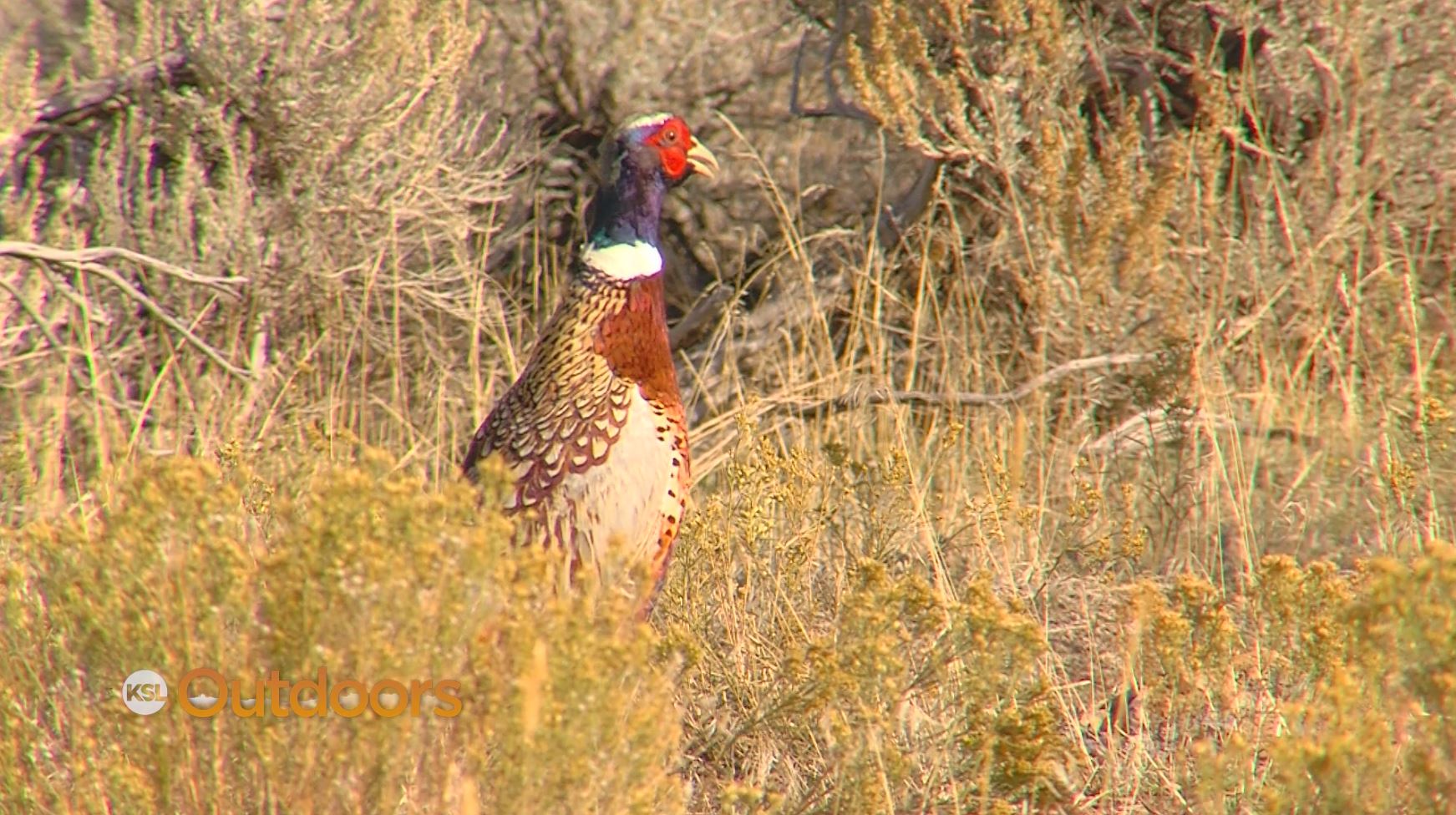 Utah Field Guide: 2017 Pheasant Hunt - KSL Outdoors