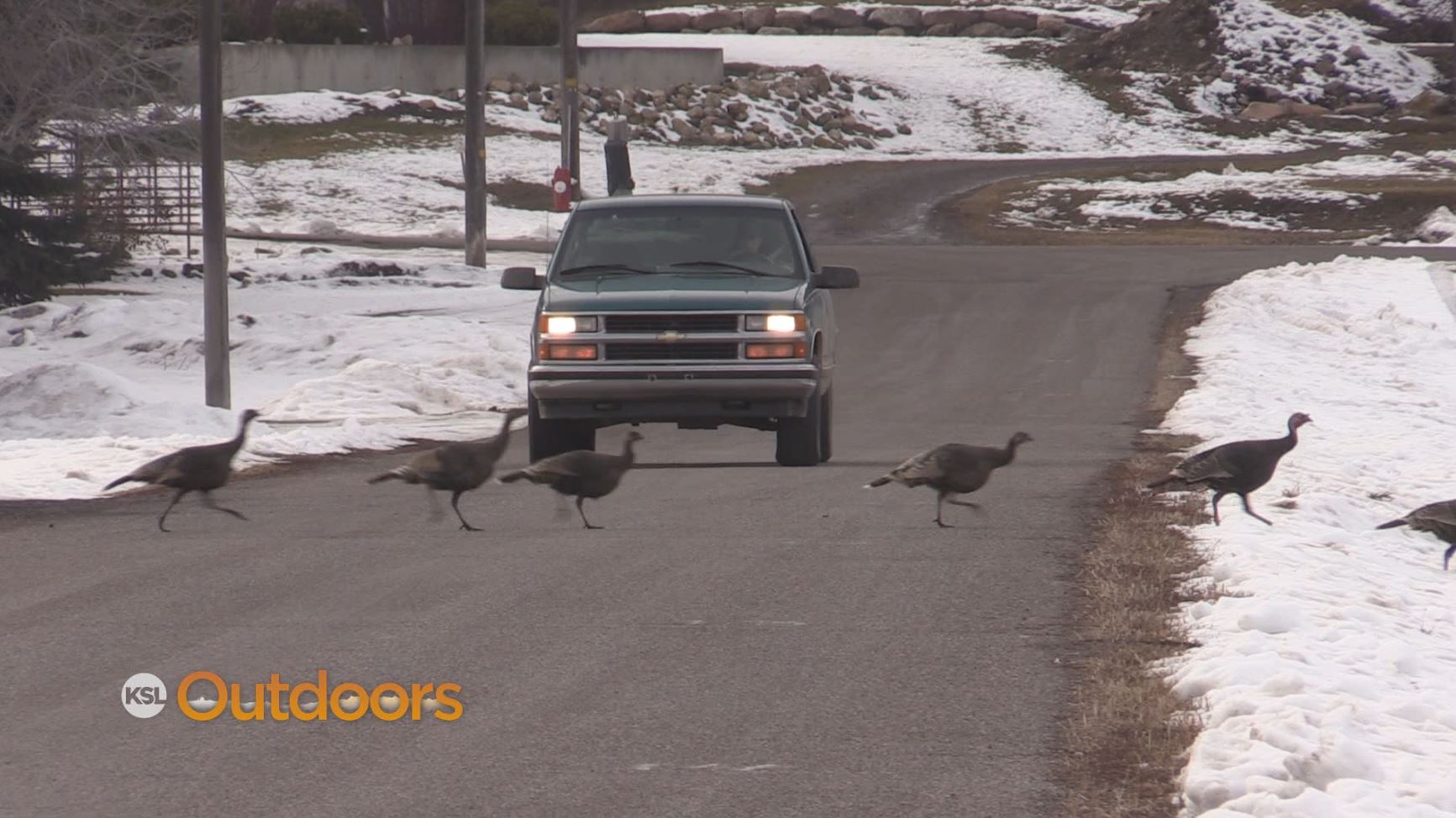 Too Many Turkeys in Mendon - KSL Outdoors