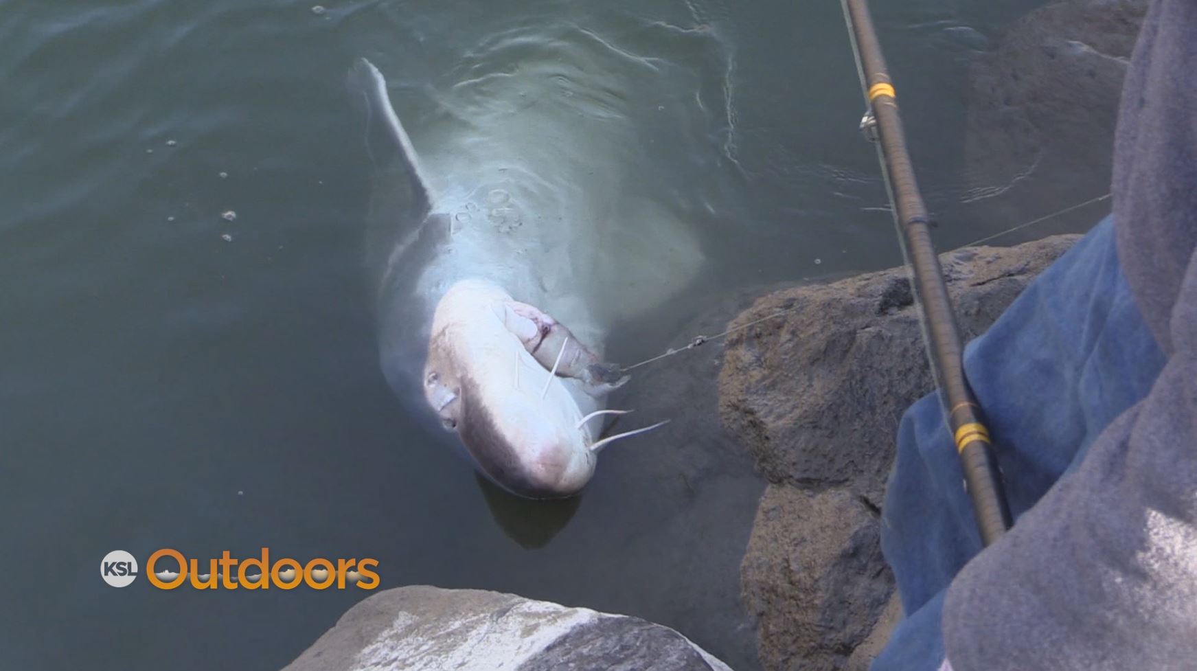 Fishing for White Sturgeon on the Snake River - KSL Outdoors