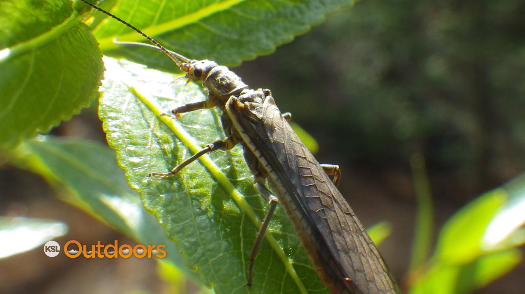 Fish Tech Fishing Tip: Fly Fishing with Skwala Patterns - KSL Outdoors