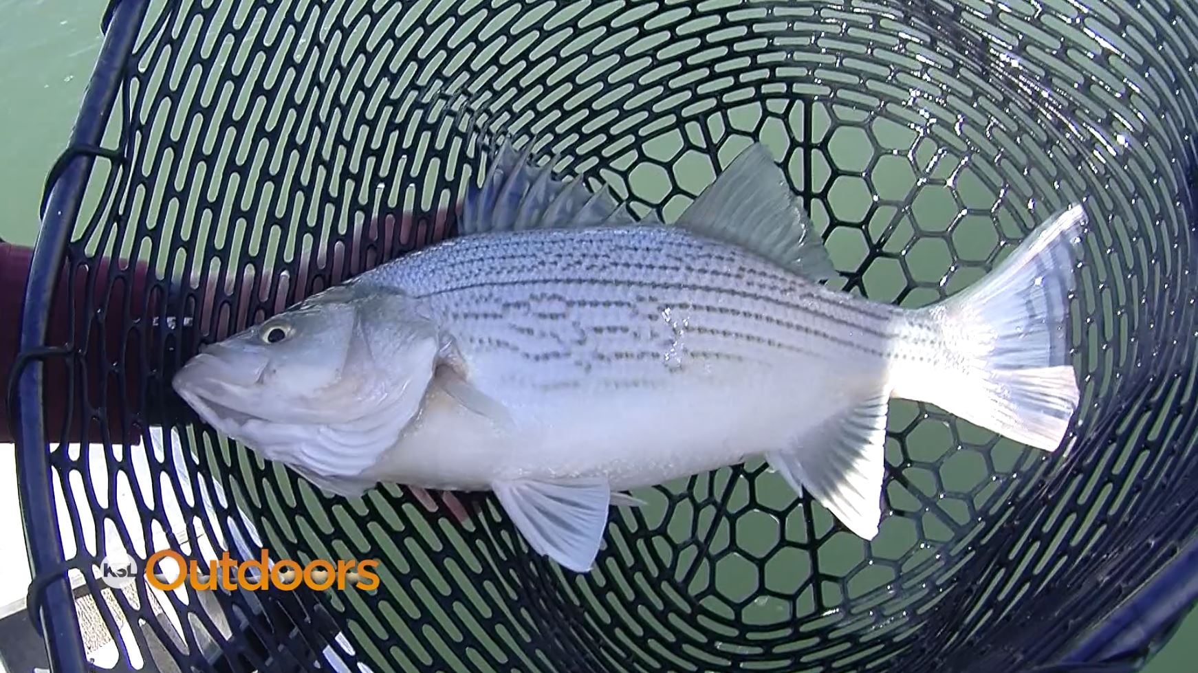 Fish Tech Fishing Tip: Wiper and Smallmouth Fishing in Utah - KSL Outdoors