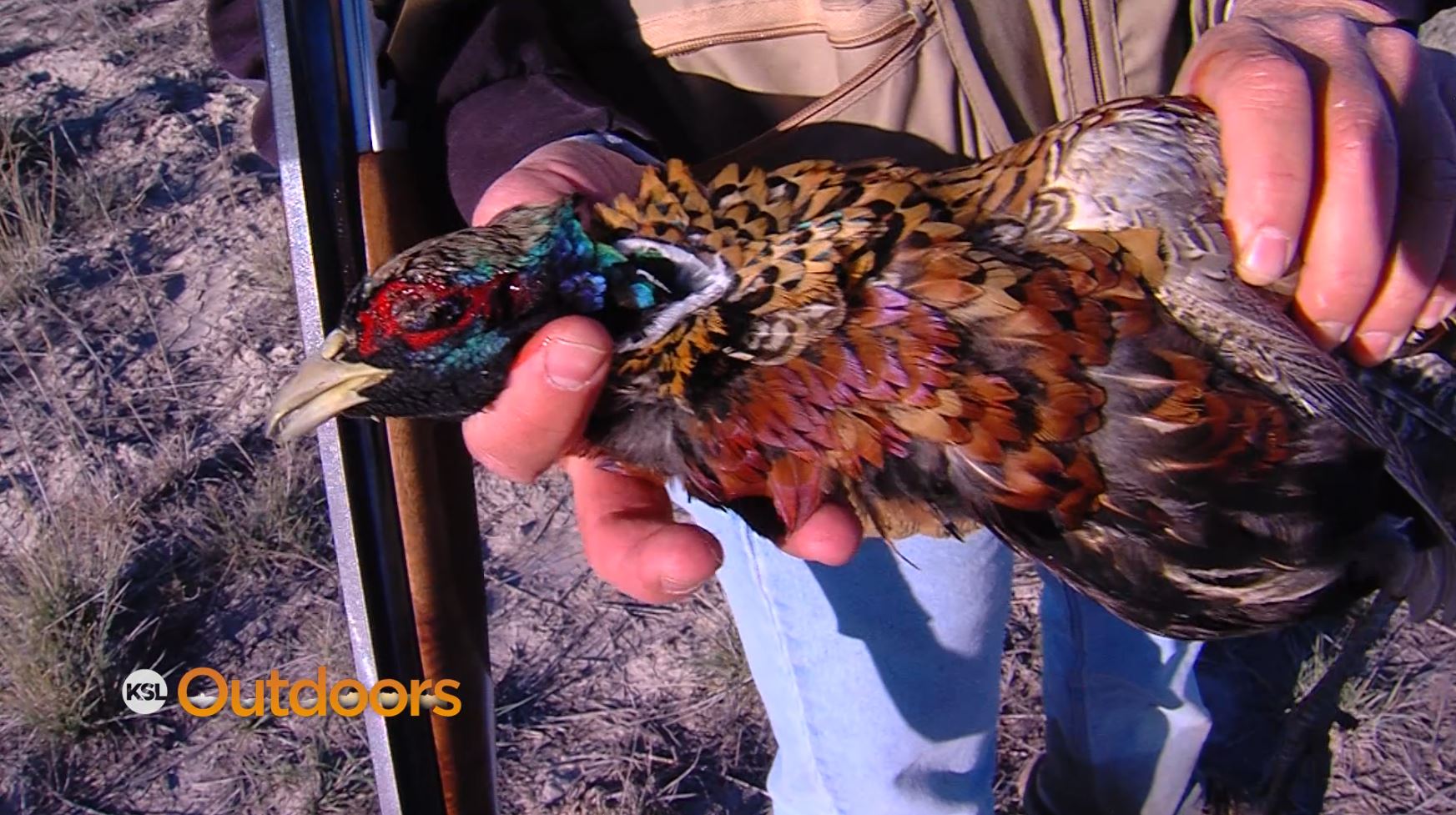 Utah Field Guide: 2018 Pheasant Hunt - KSL Outdoors
