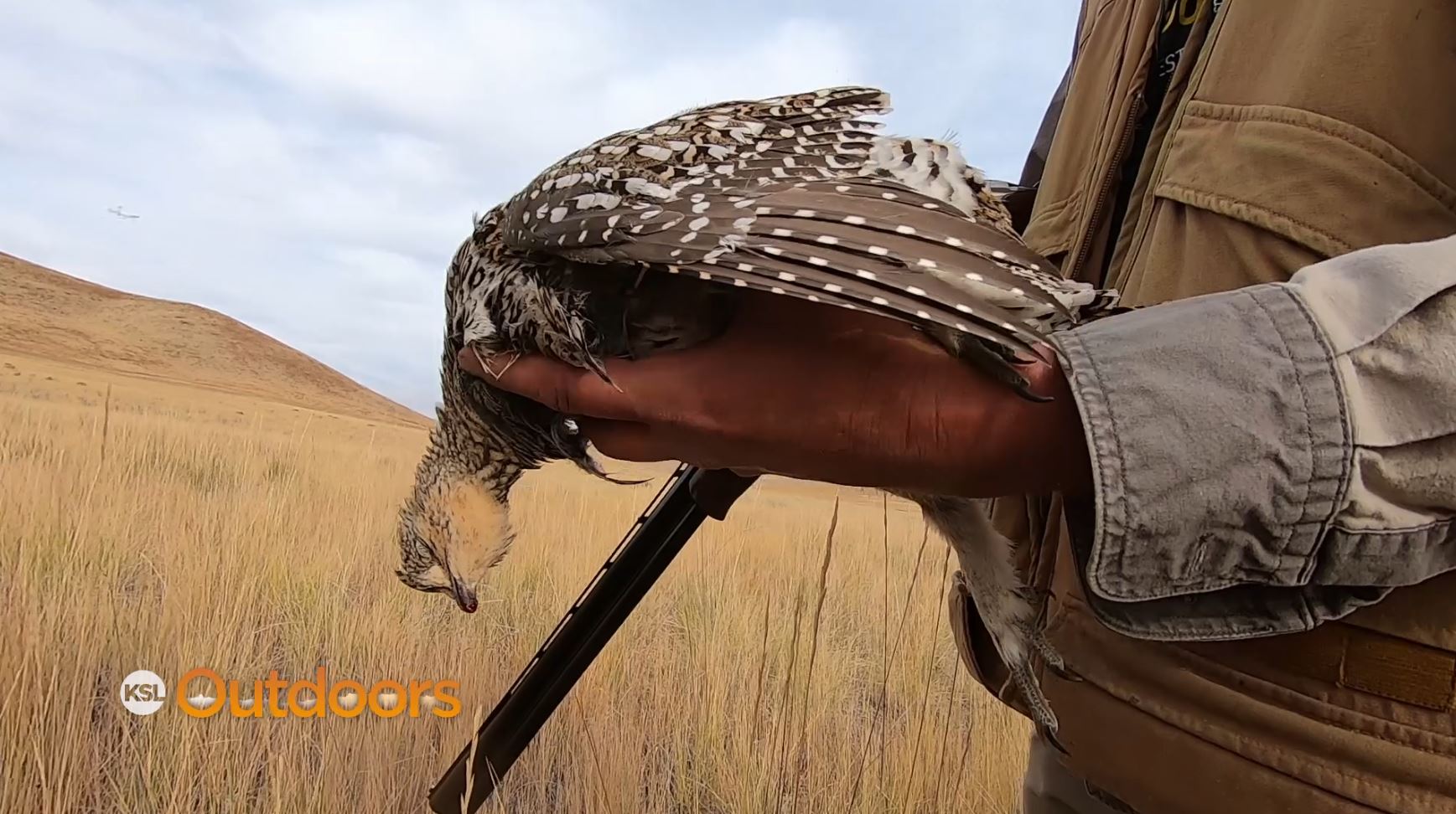 Hunting Sharp-tailed Grouse in Northern Utah - KSL Outdoors