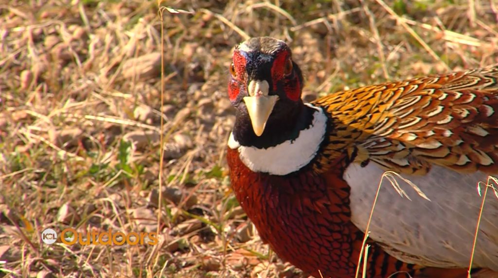 Utah Field Guide: 2020 Pheasant Hunt - KSL Outdoors