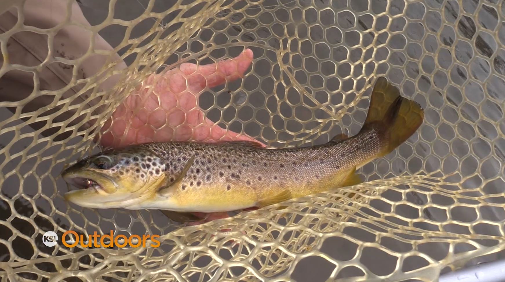 Fly Fishing the Midge Hatch on the Provo River - KSL Outdoors