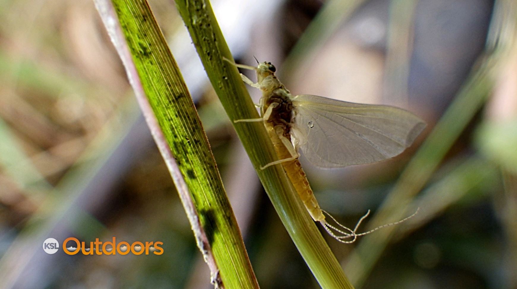 Fish Tech Fishing Tip: The Many Names of PMDs and How to Fish Them ...