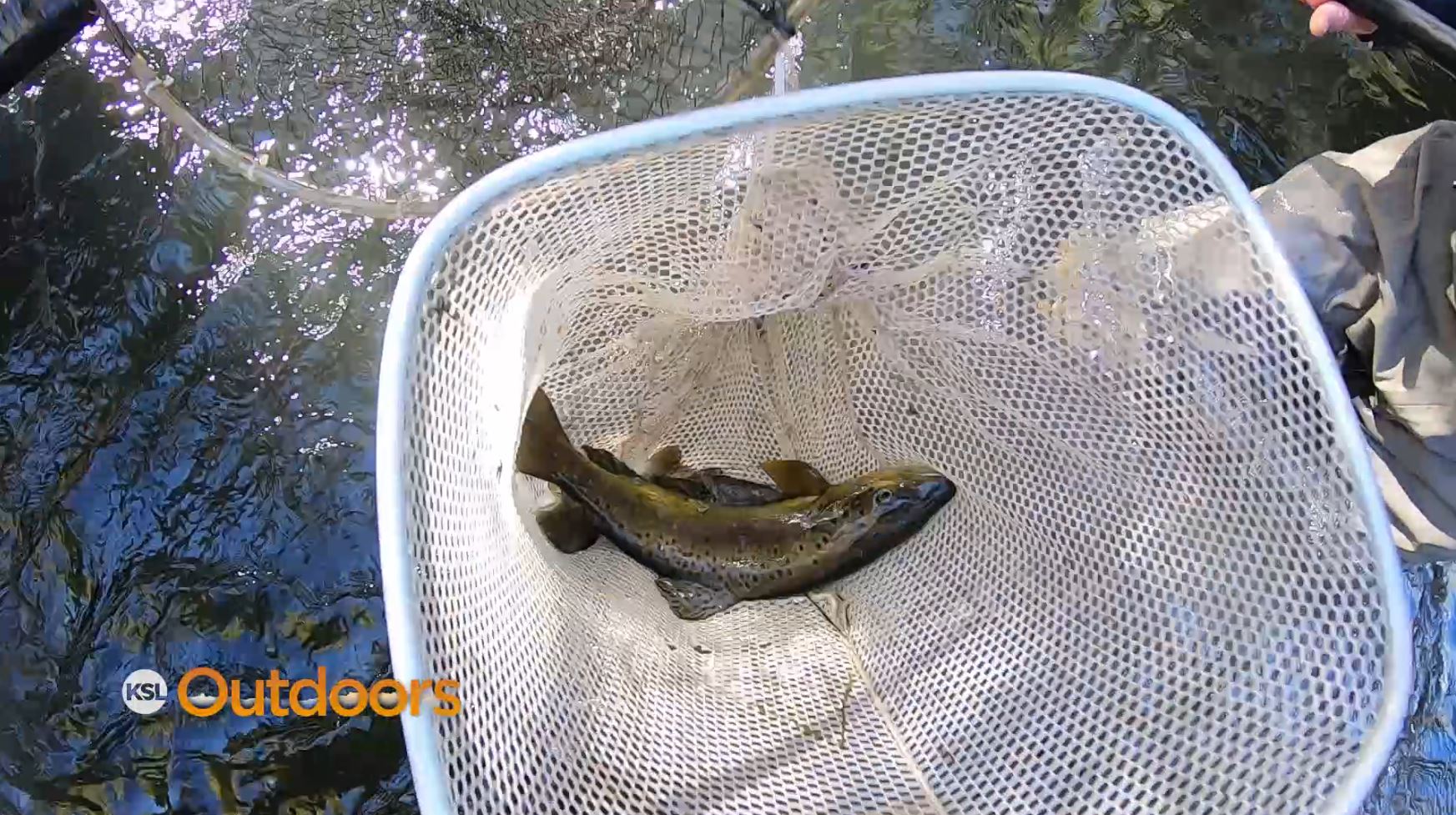How Anglers and Conservationists Saved Water on the Lower Provo River ...