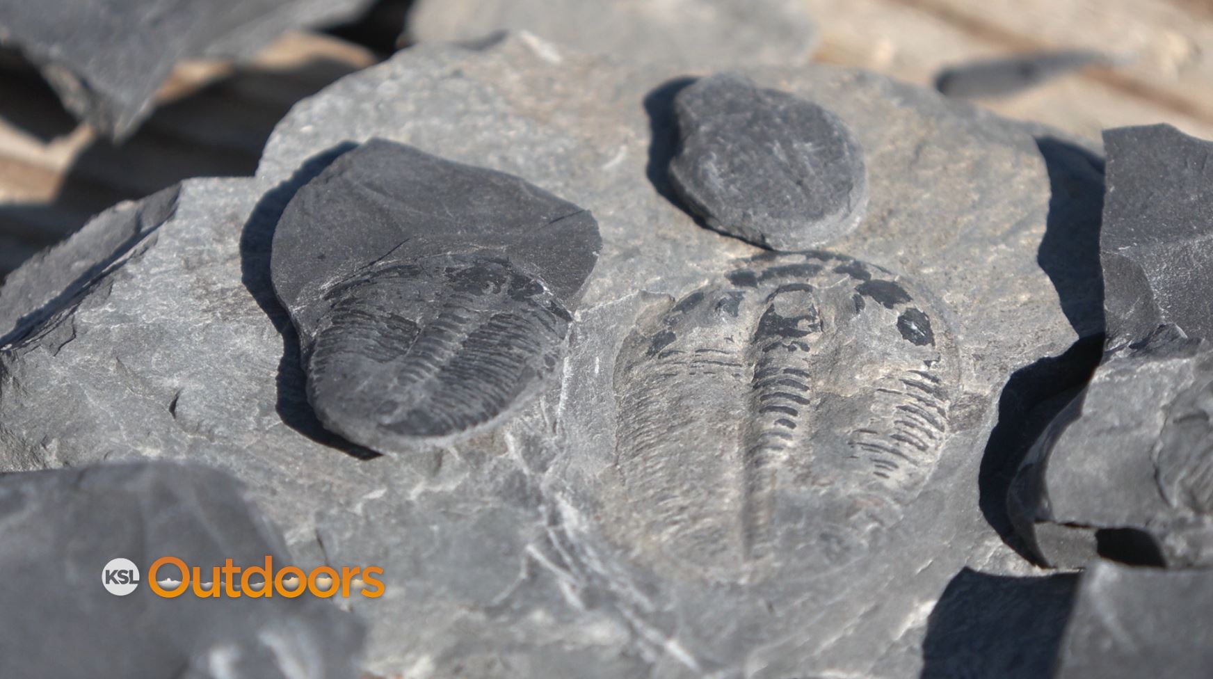 Dig Up Fossilized Trilobites at U-Dig Fossils - KSL Outdoors