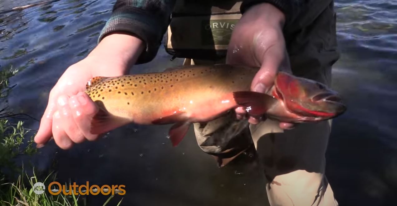 Boulder Mountain Fishing Part 2: Brookies and Colorado River Cutthroat ...