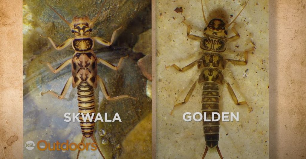 Fish Tech Tip: How to Fish Skwala Patterns - KSL Outdoors