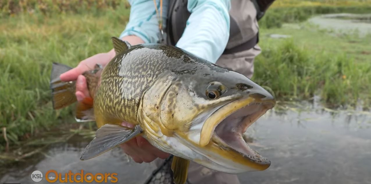 Fly Fishing for Big Tiger Trout with Mouse Patterns at Night - KSL Outdoors