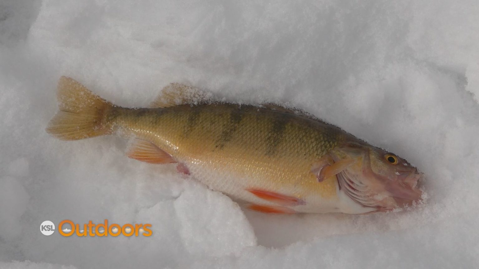 Ice Fishing for Fat Yellow Perch at Rockport Reservoir