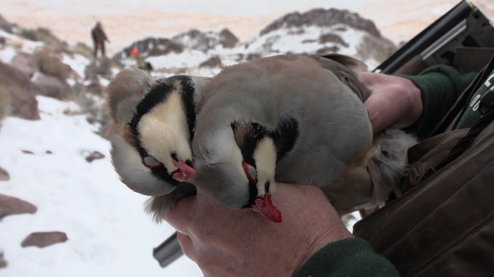 Chukars vs Upland Game Hunters in Utah's West Desert Mountains - KSL ...