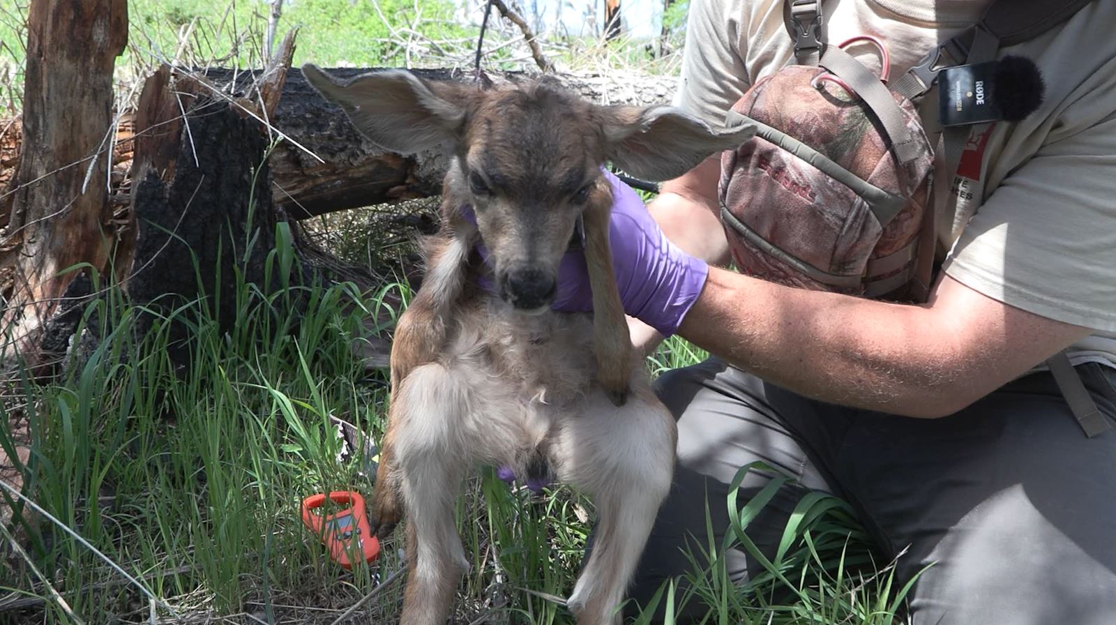 King's Camo Helps Utah DWR with Fawn Survival on the Nebo Unit